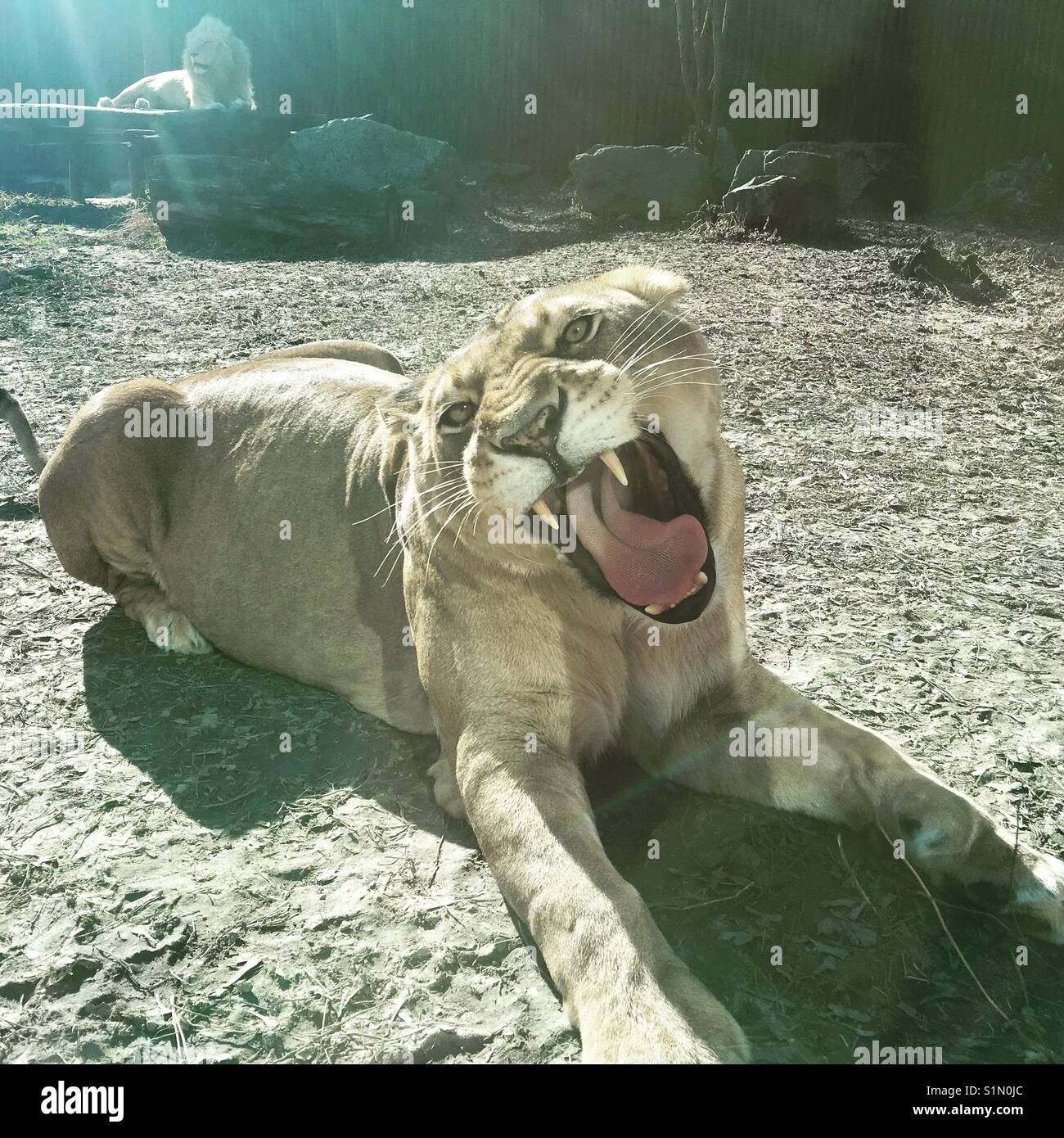 Ruggito di leone immagini e fotografie stock ad alta risoluzione - Alamy