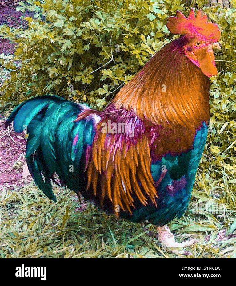 Piume di gallo immagini e fotografie stock ad alta risoluzione - Alamy