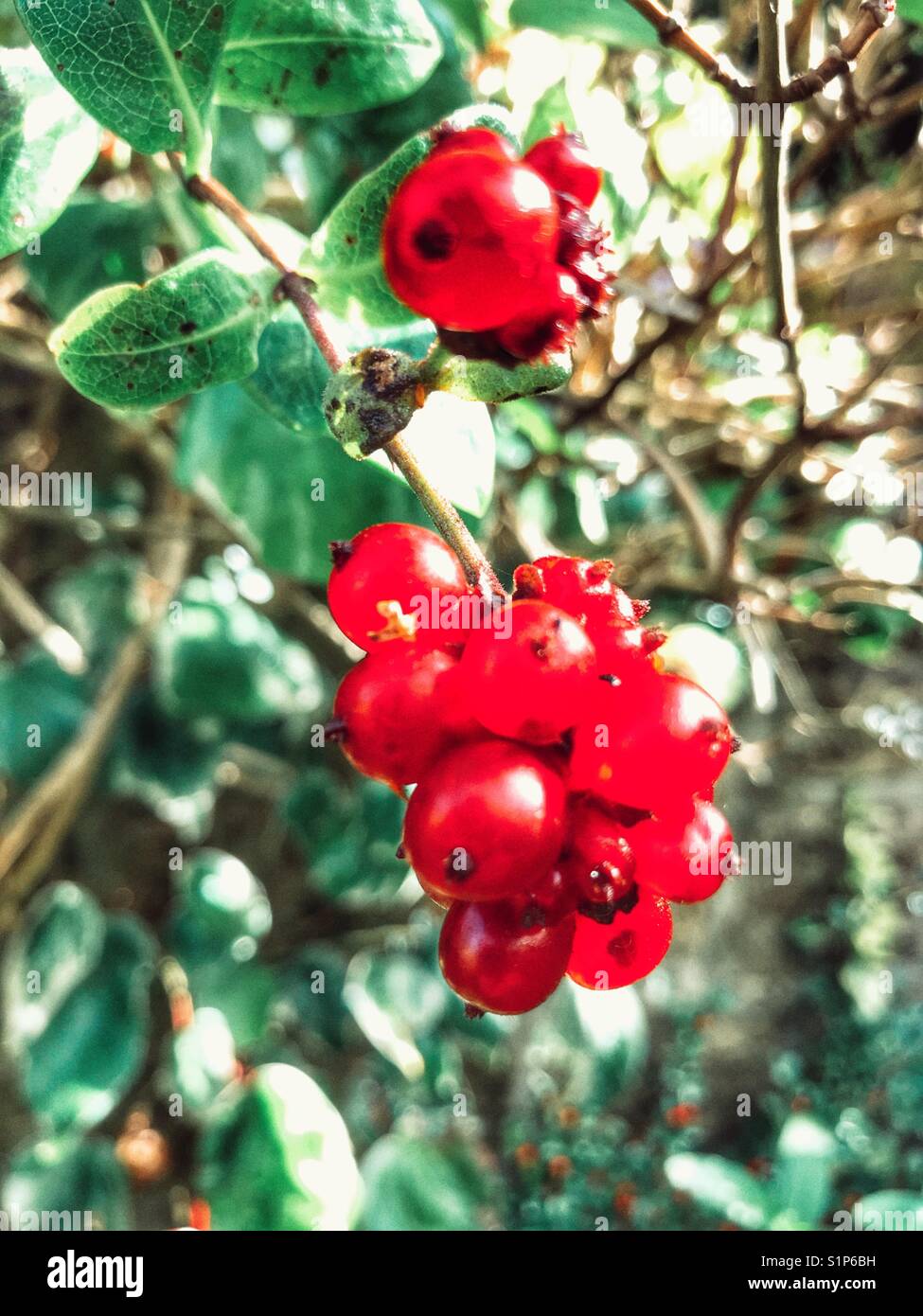 Caprifoglio (woodbine). lonicera periclymenum con piccoli grappoli di ...