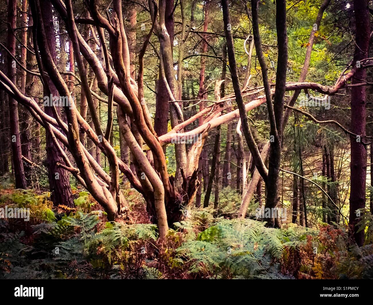 Albero con rami contorti immagini e fotografie stock ad alta ...