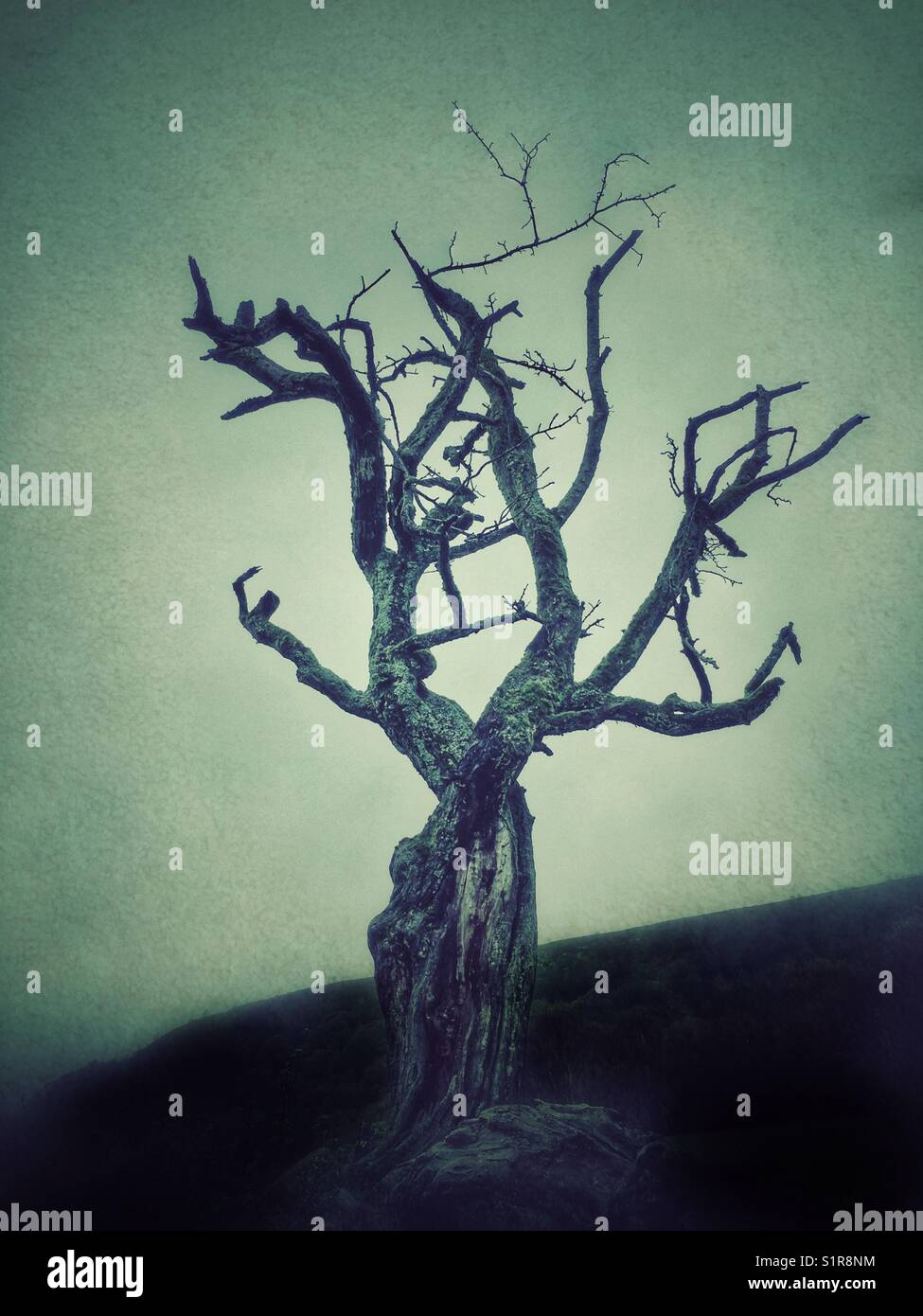 Albero con rami contorti immagini e fotografie stock ad alta ...