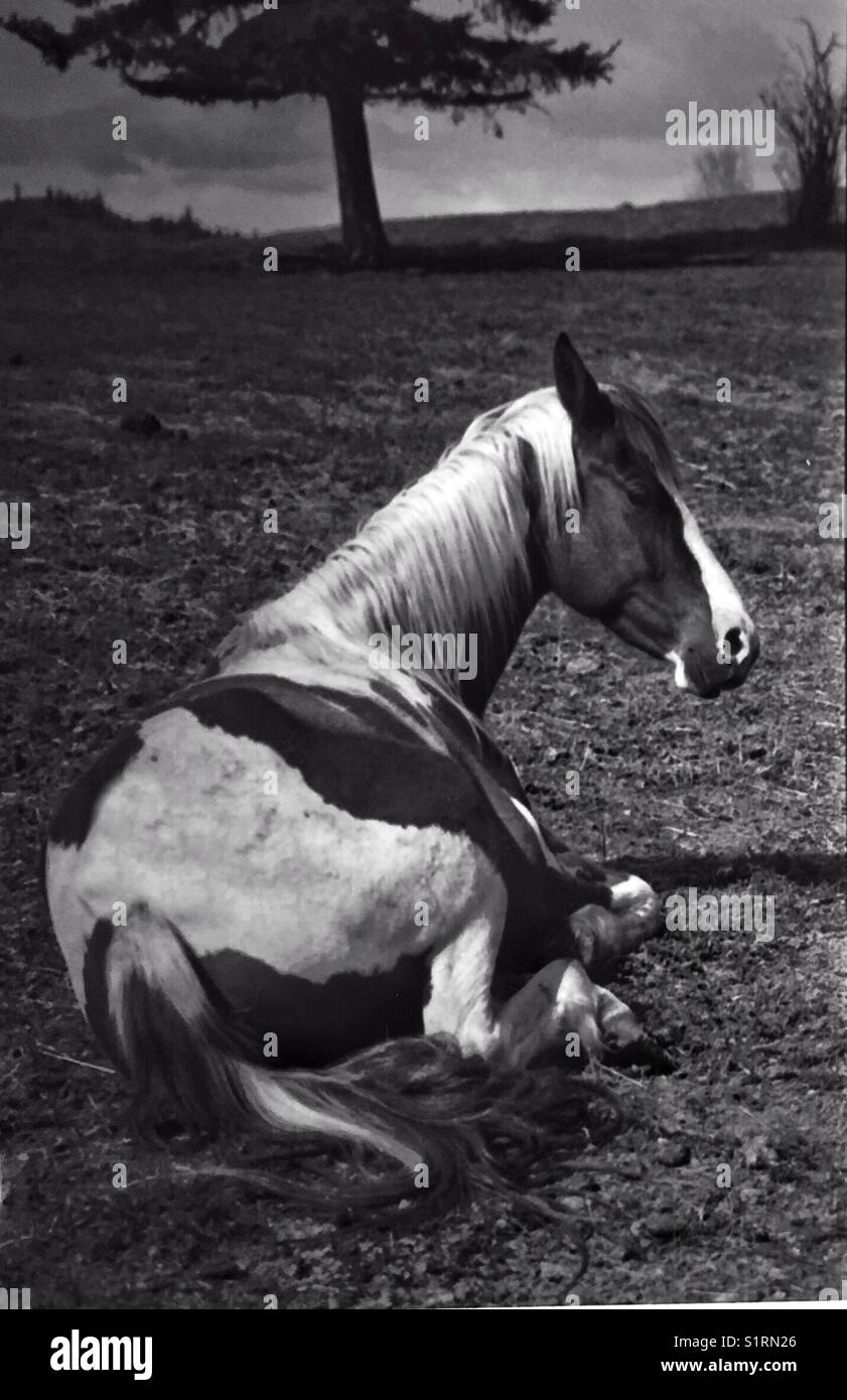 Cavallo pinto immagini e fotografie stock ad alta risoluzione - Alamy