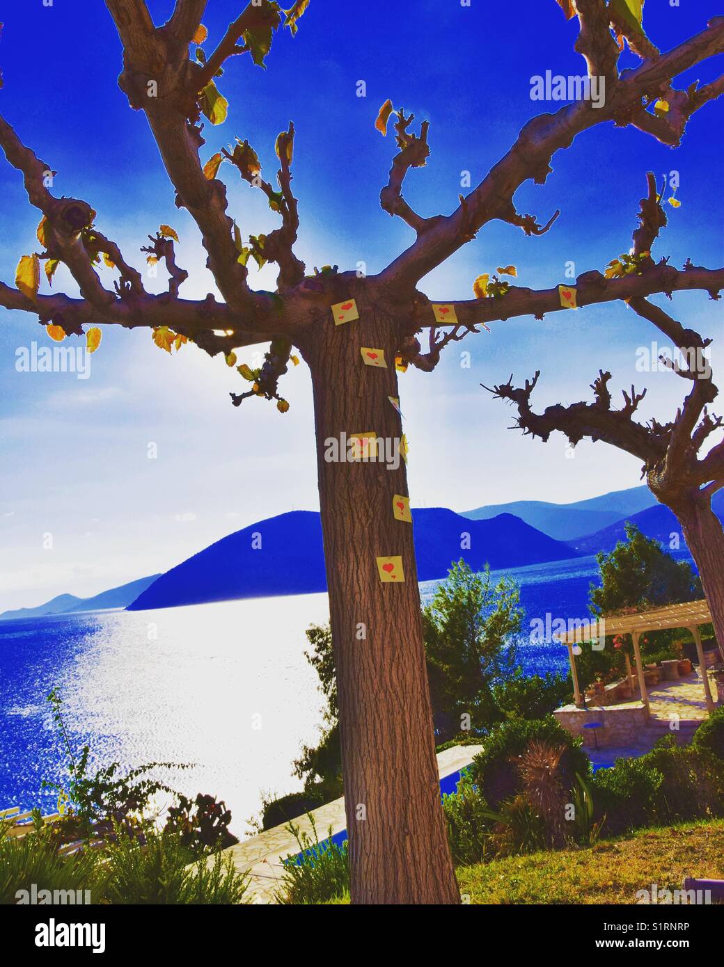 Amore albero immagini e fotografie stock ad alta risoluzione - Alamy