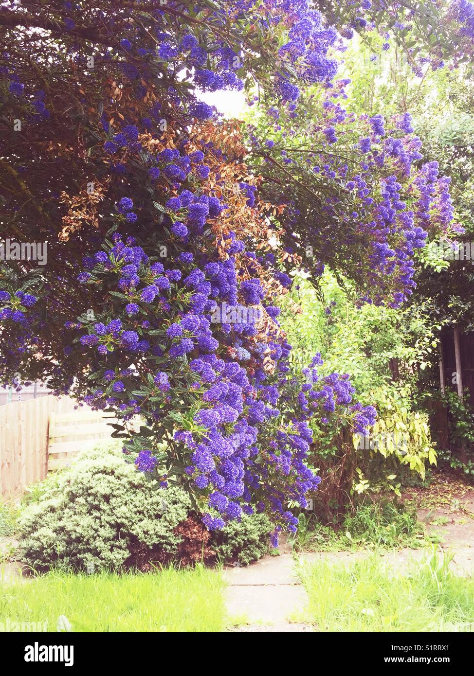 Viola tree immagini e fotografie stock ad alta risoluzione - Alamy