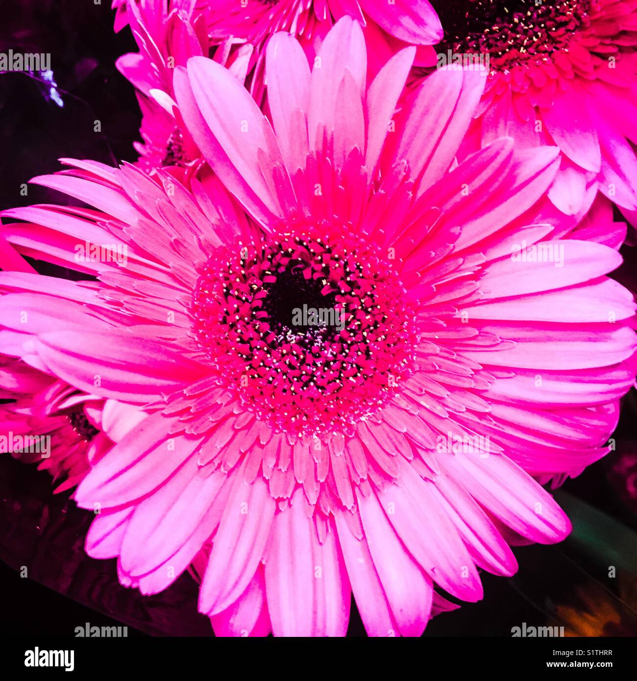 Hot Pink Gerbera Immagini e Fotos Stock - Alamy