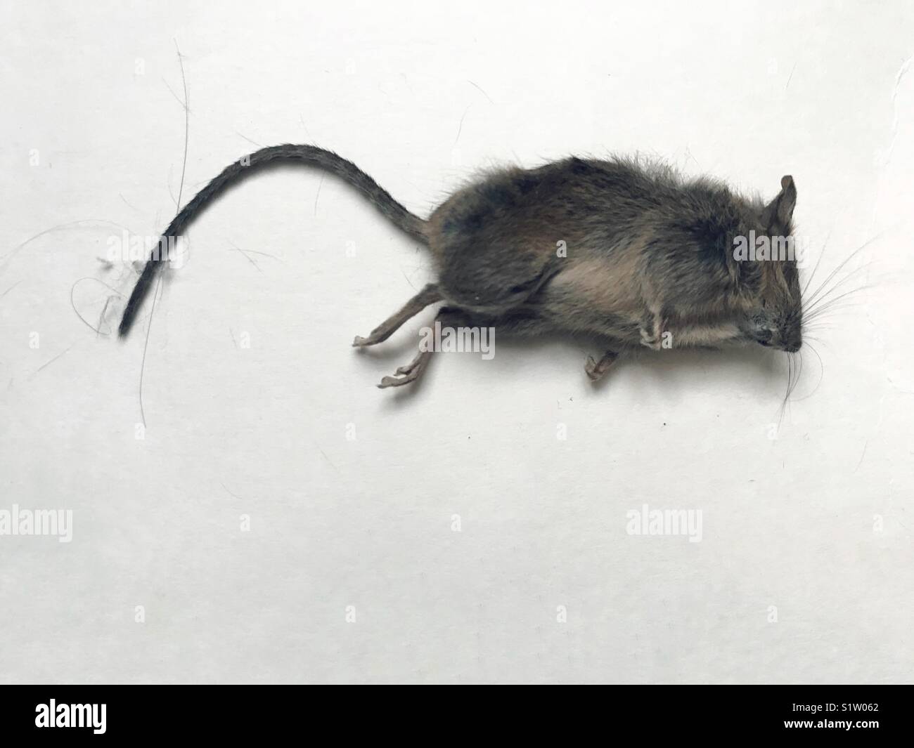 Topo avvelenato e morto immagini e fotografie stock ad alta risoluzione ...