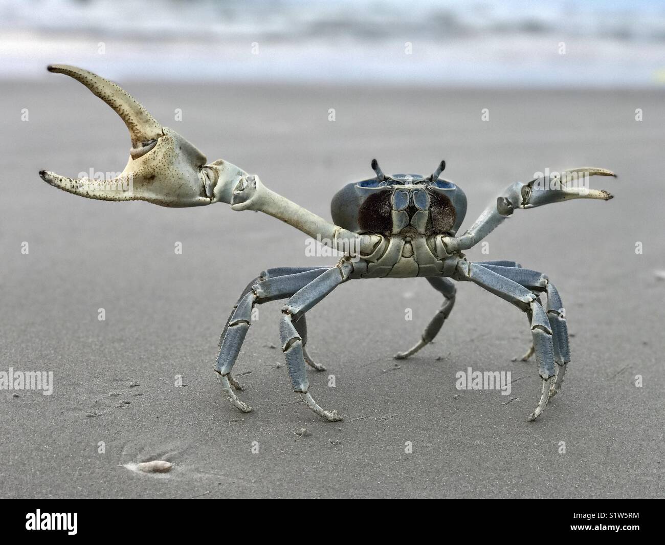 Chela di granchio blu immagini e fotografie stock ad alta risoluzione ...
