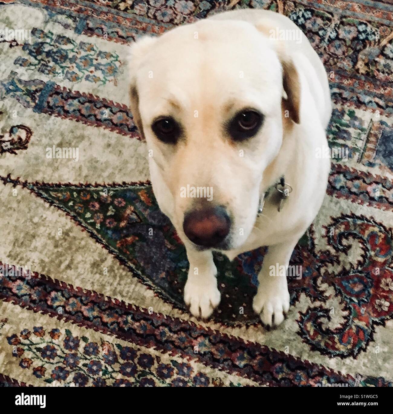 Droopy eyes immagini e fotografie stock ad alta risoluzione - Alamy