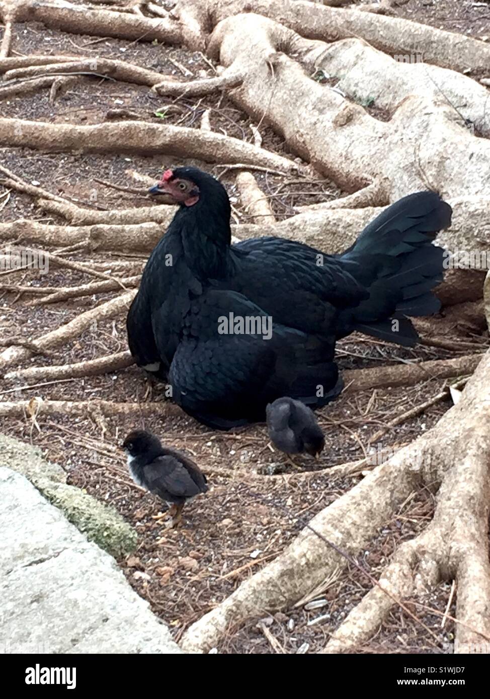 Mamma gallina nera immagini e fotografie stock ad alta risoluzione - Alamy