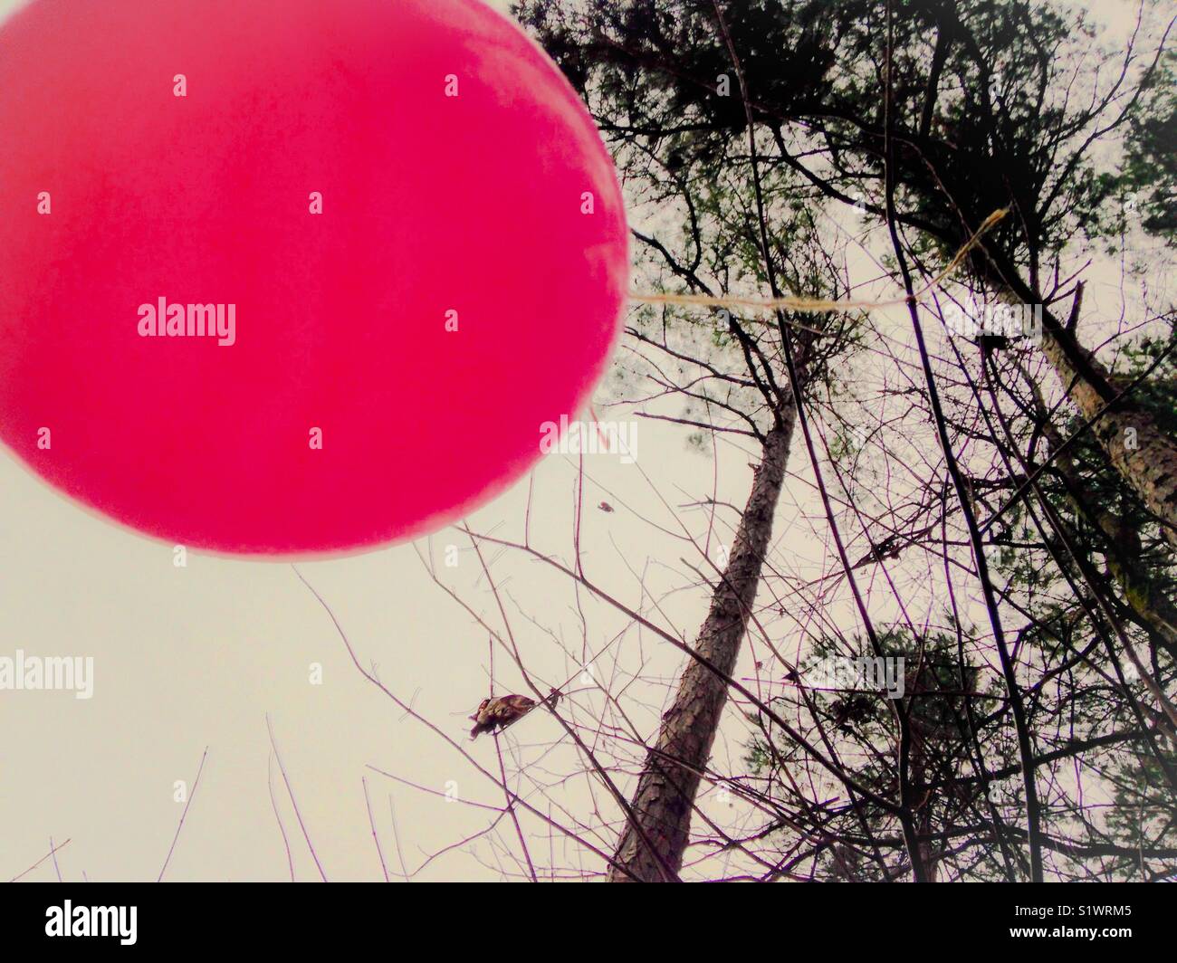 Palloncino rosa immagini e fotografie stock ad alta risoluzione - Alamy