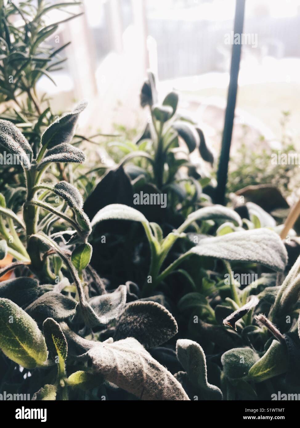 Pollice verde immagini e fotografie stock ad alta risoluzione - Alamy