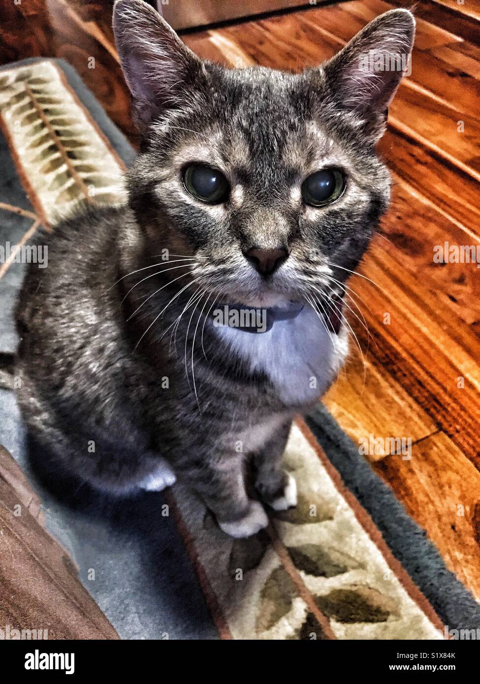 Vecchio gatto con cataratta immagini e fotografie stock ad alta ...