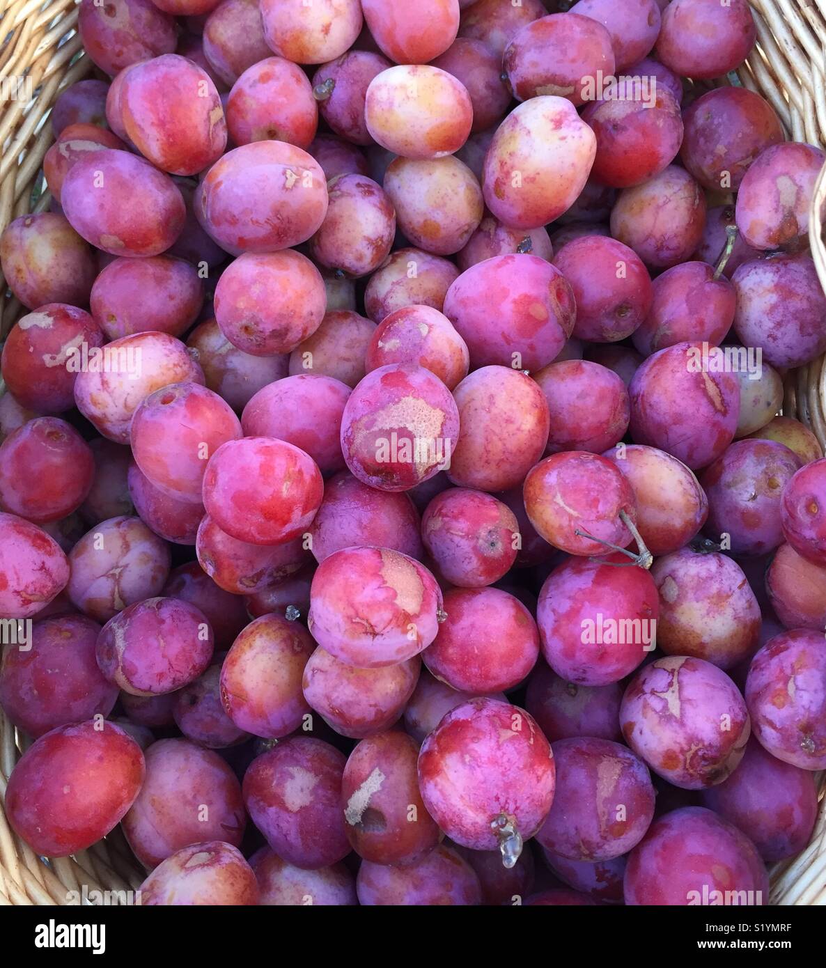 Prunus domestica victoria immagini e fotografie stock ad alta ...