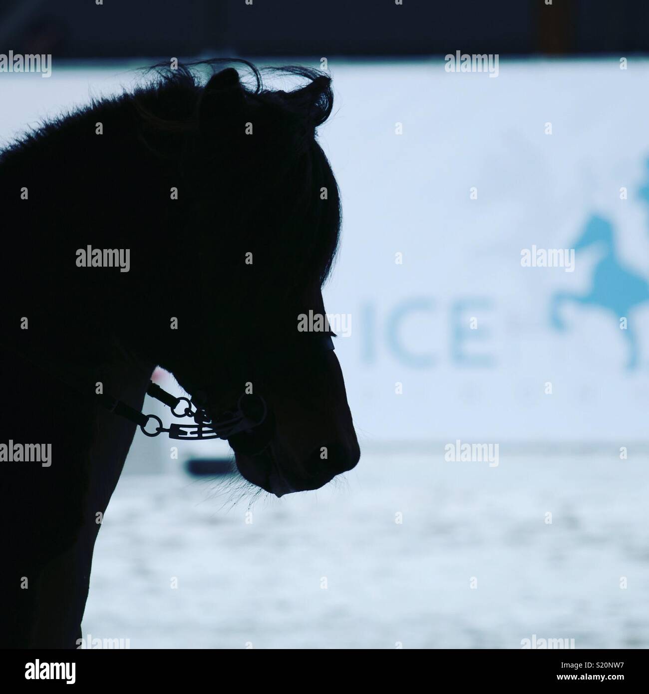 Sagoma di testa di cavallo immagini e fotografie stock ad alta ...