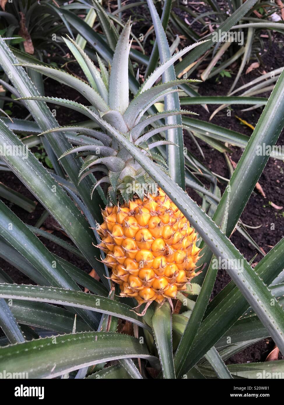 Pianta di ananas immagini e fotografie stock ad alta risoluzione - Alamy