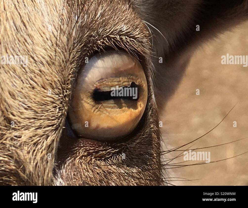 Capra spaventosa immagini e fotografie stock ad alta risoluzione - Alamy
