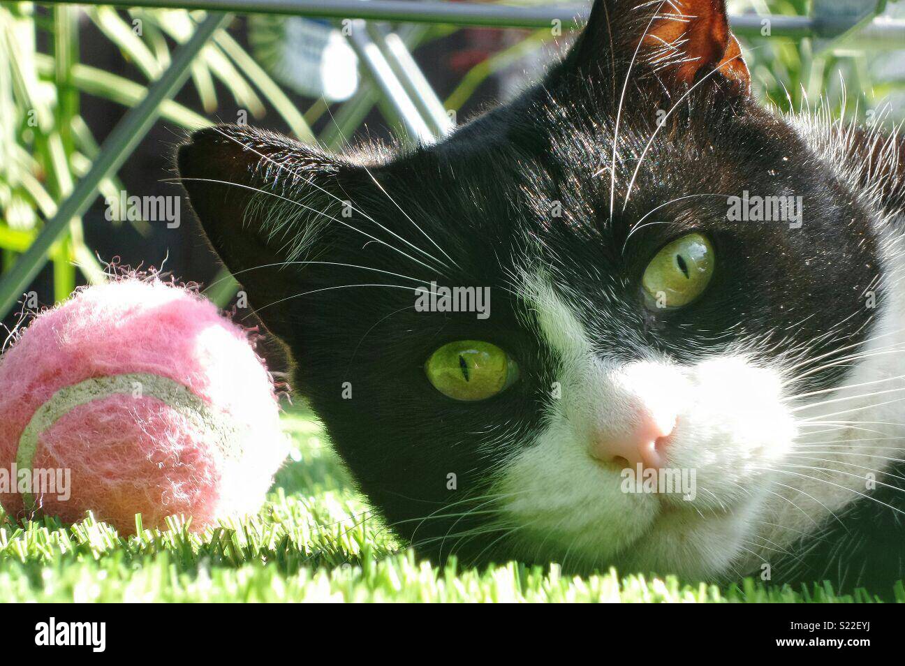 Gatto felix immagini e fotografie stock ad alta risoluzione - Alamy