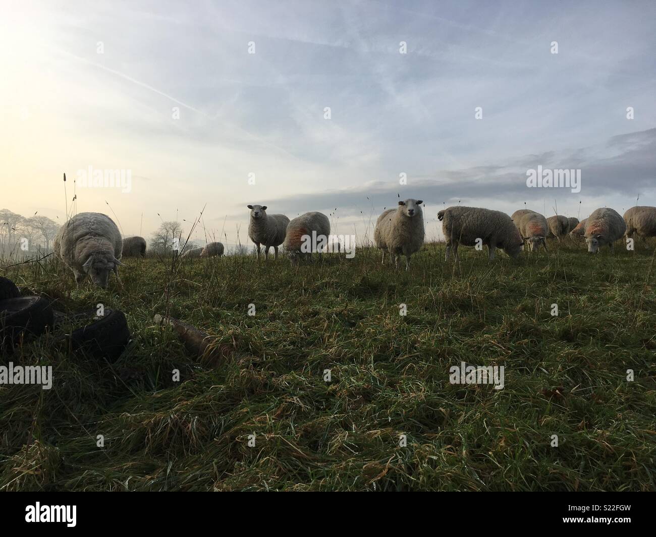 Brughiera di pecore immagini e fotografie stock ad alta risoluzione - Alamy
