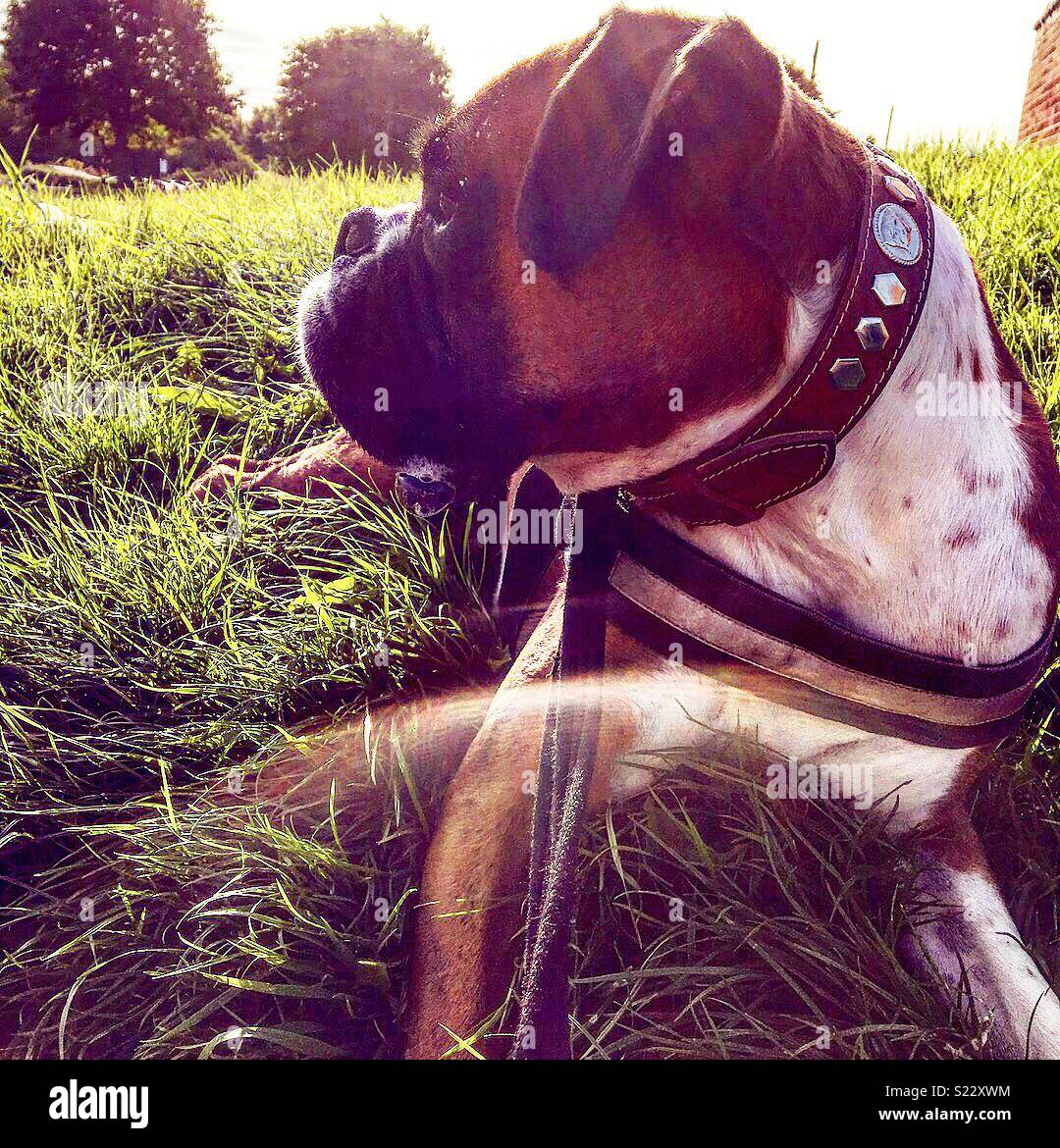 Pugile in riposo immagini e fotografie stock ad alta risoluzione - Alamy