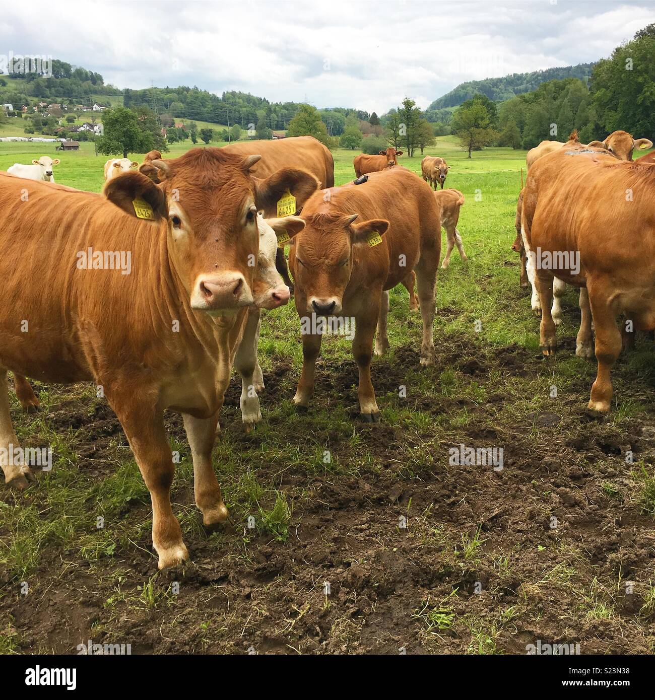 Mucche svizzere marroni immagini e fotografie stock ad alta risoluzione ...