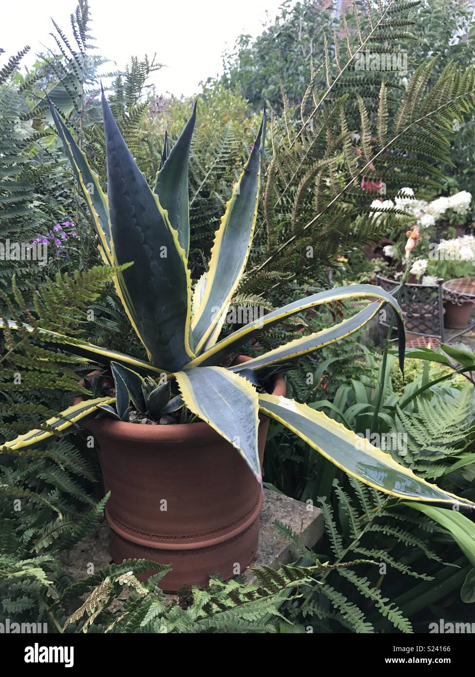 Pianta di agave tropicale immagini e fotografie stock ad alta ...