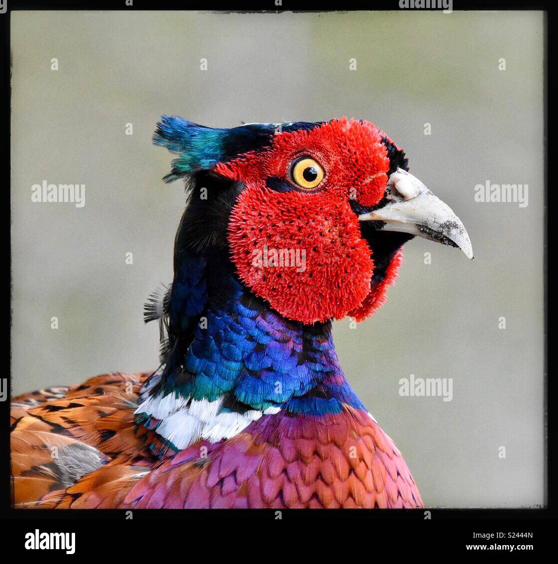 Fagiano rosso immagini e fotografie stock ad alta risoluzione - Alamy