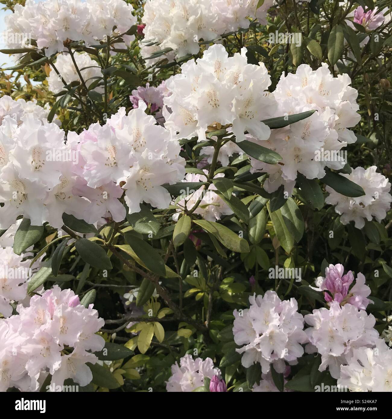 Rododendro bianco in giardino immagini e fotografie stock ad alta ...