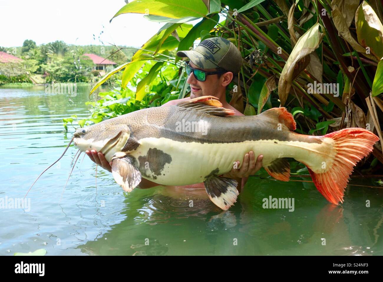 Pesce gatto redtail immagini e fotografie stock ad alta risoluzione - Alamy