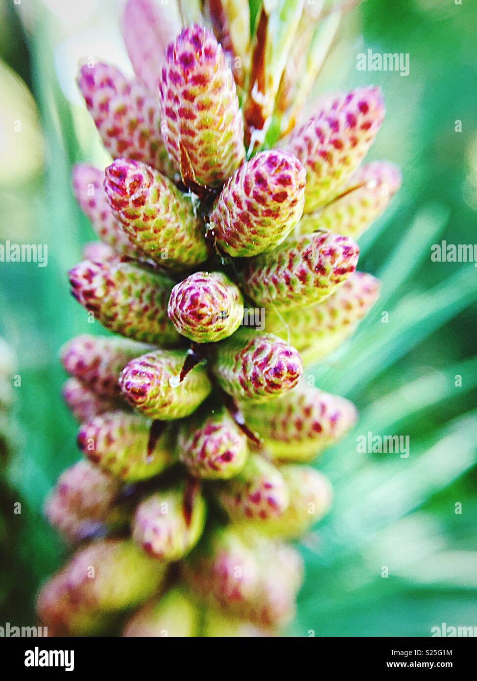 Pianta selvatica immagini e fotografie stock ad alta risoluzione - Alamy
