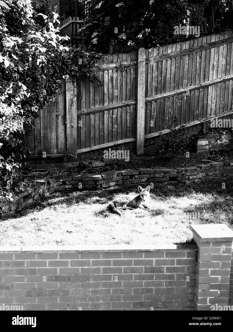 Muso della volpe Foto e Immagini Stock in Bianco e Nero - Alamy