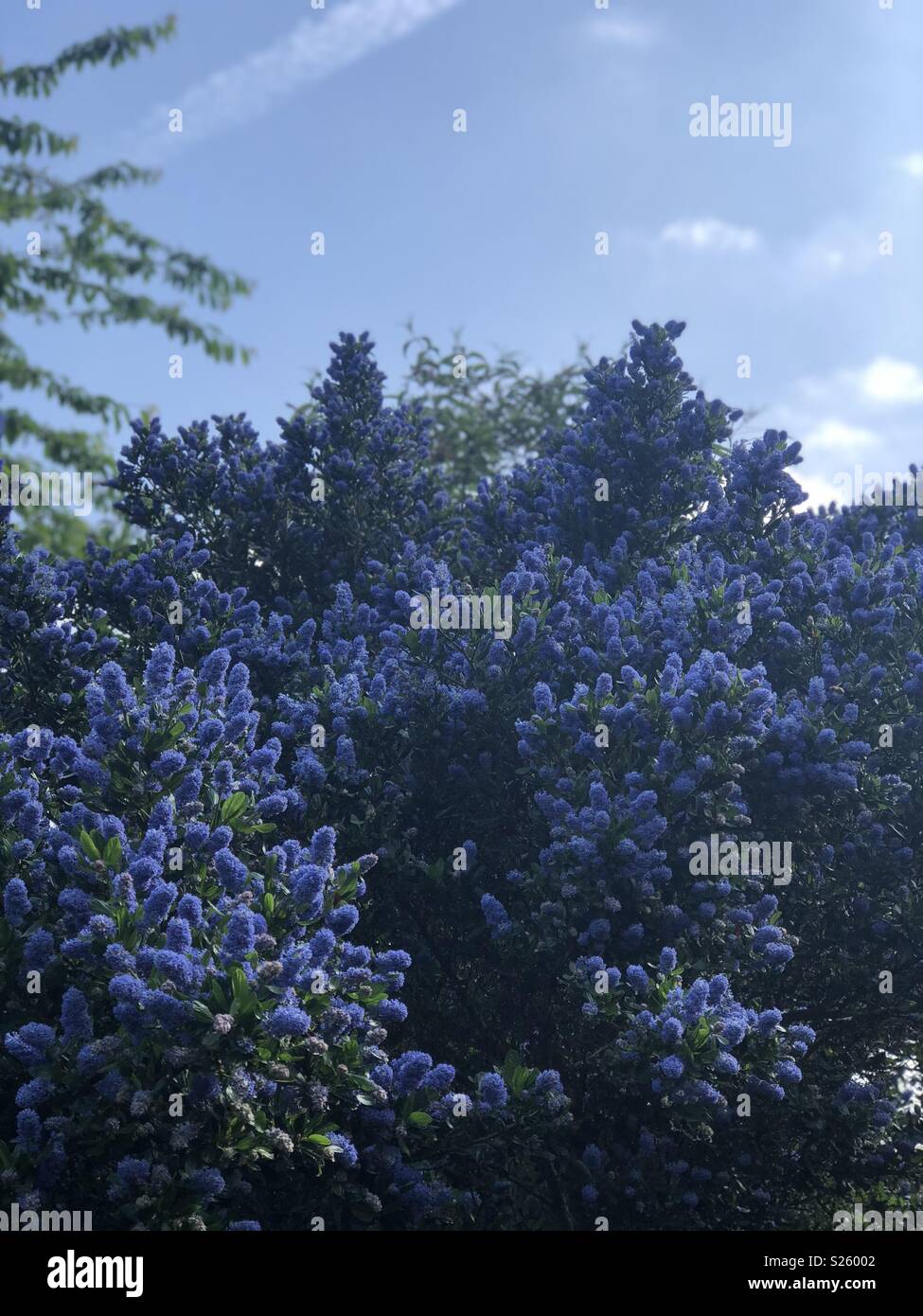 Viola tree immagini e fotografie stock ad alta risoluzione - Alamy
