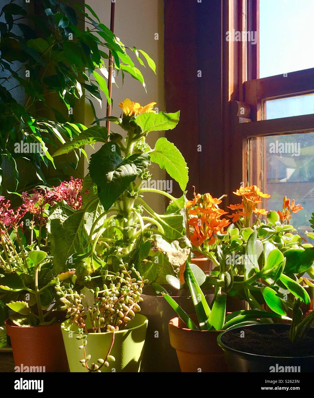 Piante da casa immagini e fotografie stock ad alta risoluzione - Alamy