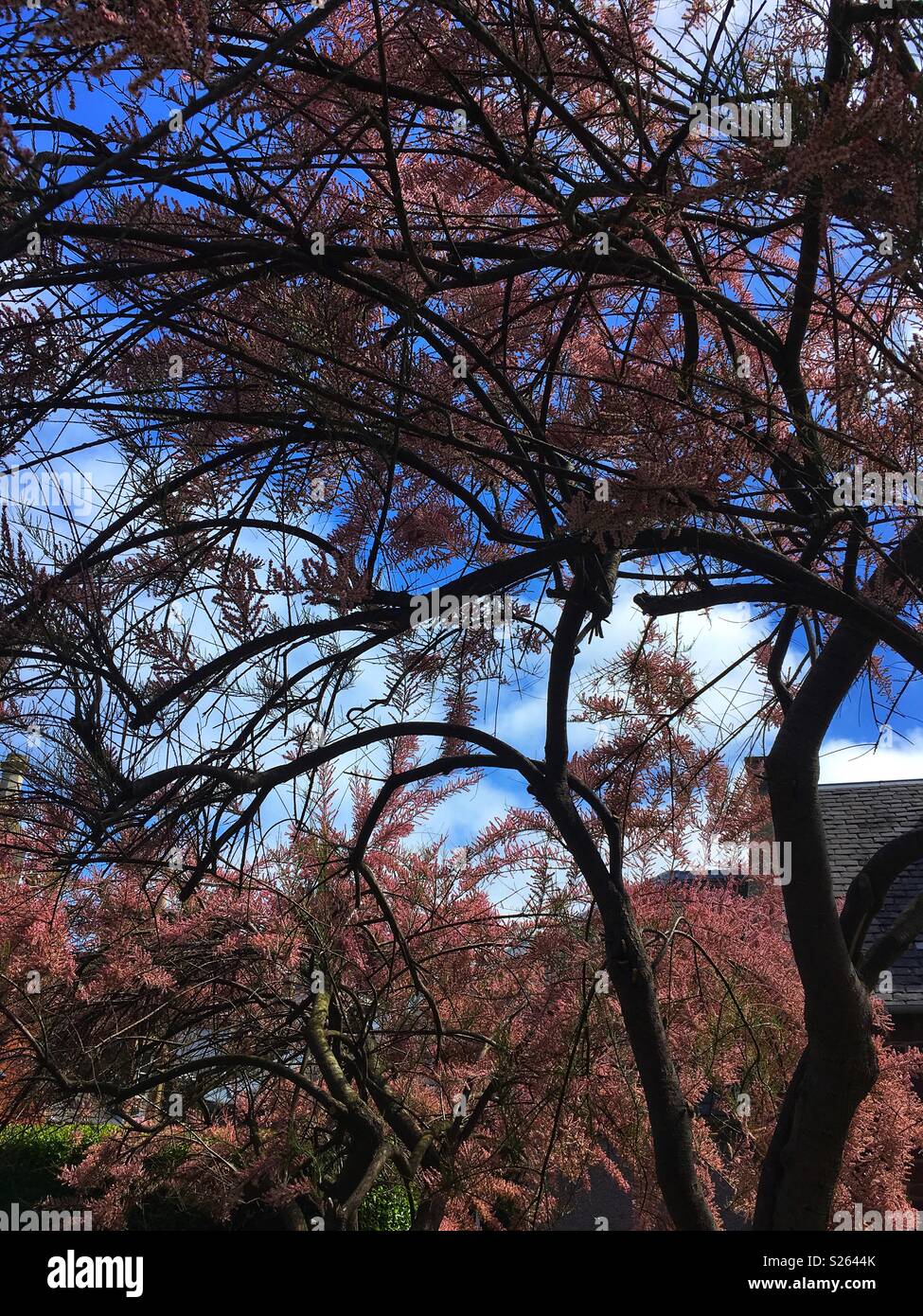 Albero di tamerici immagini e fotografie stock ad alta risoluzione - Alamy