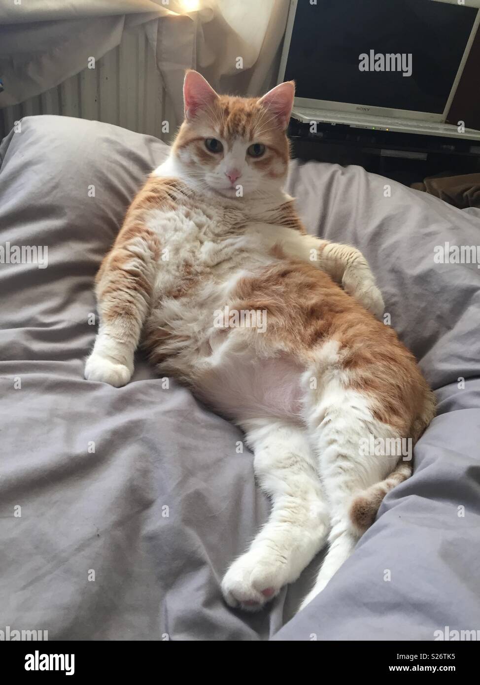 Gatto grasso allo zenzero immagini e fotografie stock ad alta ...