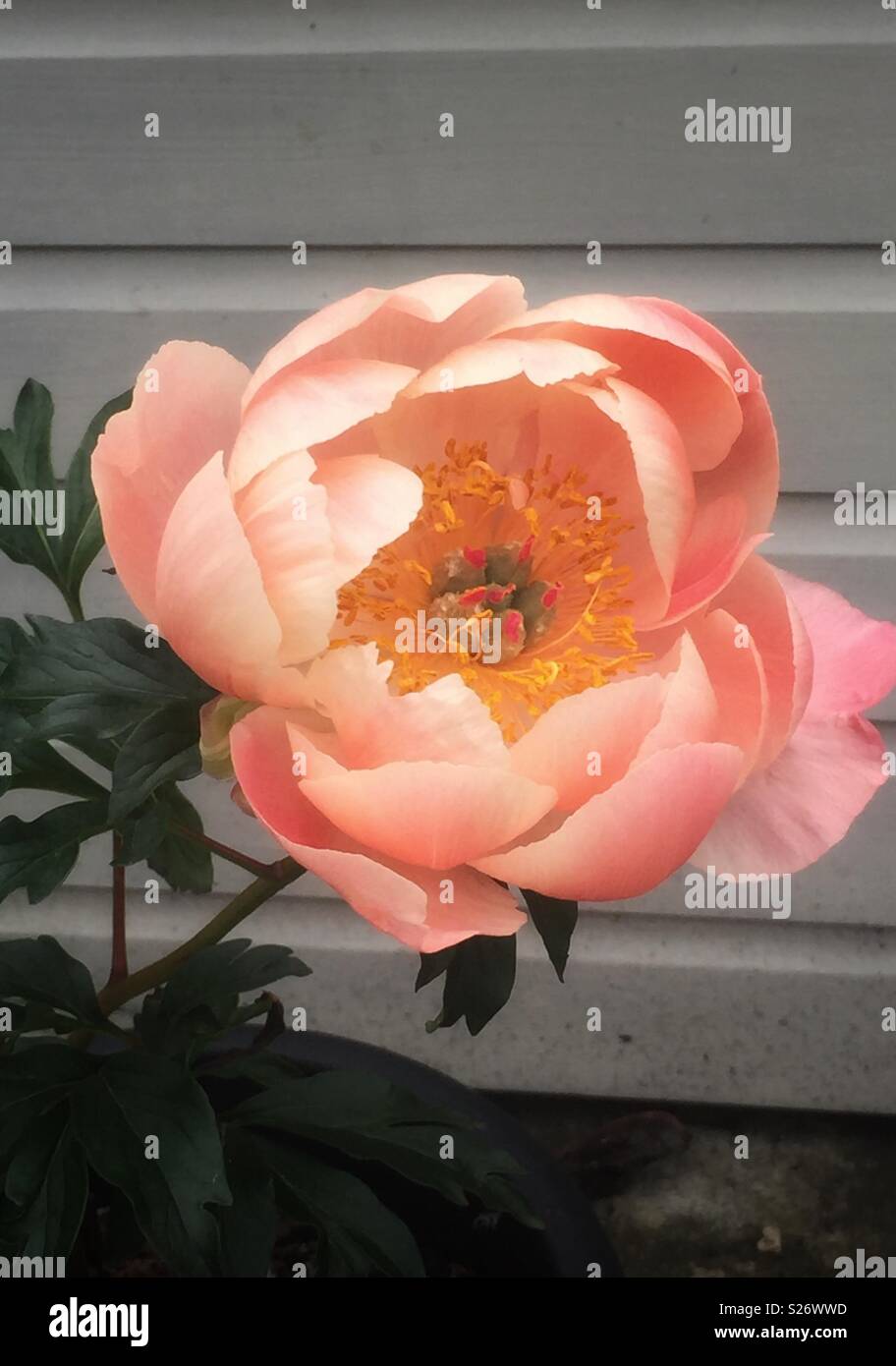 Fiore di corallo pesca immagini e fotografie stock ad alta risoluzione ...