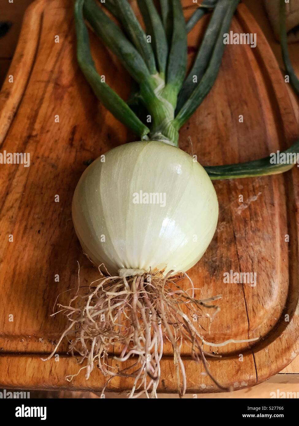 Cipolla con radici immagini e fotografie stock ad alta risoluzione - Alamy