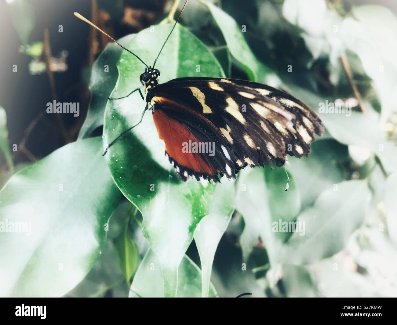 Farfalla rossa bianca nera immagini e fotografie stock ad alta ...