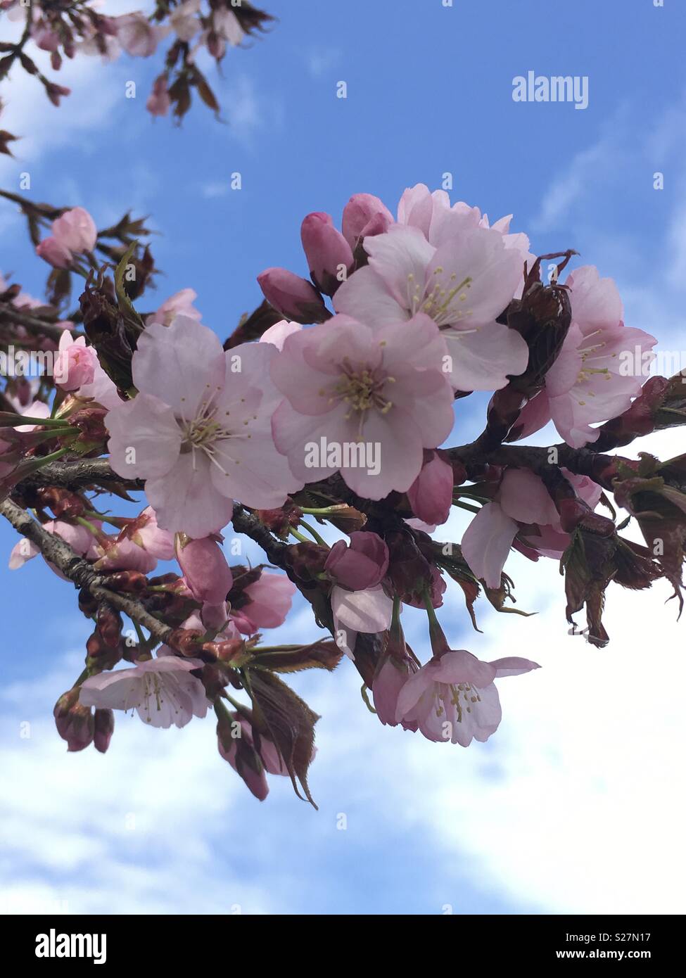 Fiori di ciliegio con cielo blu immagini e fotografie stock ad alta ...
