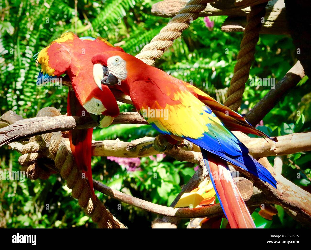 Uccelli rosso vivo immagini e fotografie stock ad alta risoluzione - Alamy
