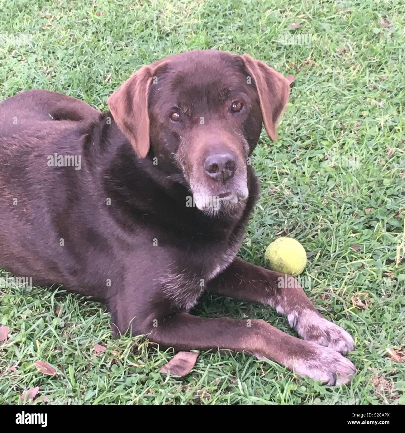 Animali domestici pensionati immagini e fotografie stock ad alta ...