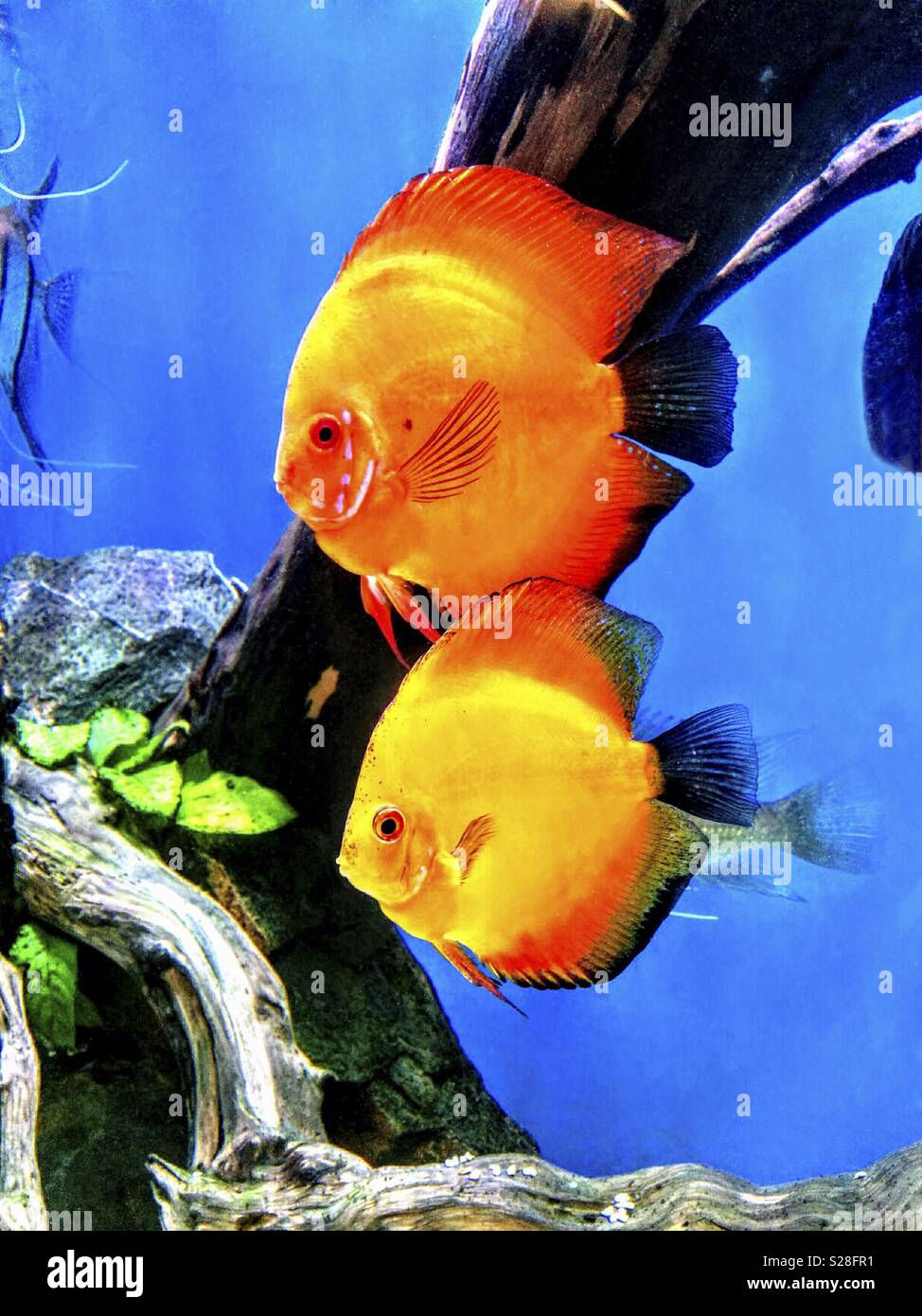 Pesce arancione discus immagini e fotografie stock ad alta risoluzione ...