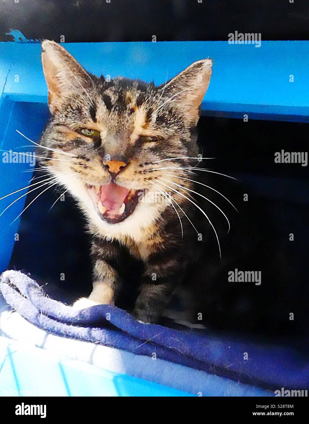 Il gatto che ride immagini e fotografie stock ad alta risoluzione - Alamy