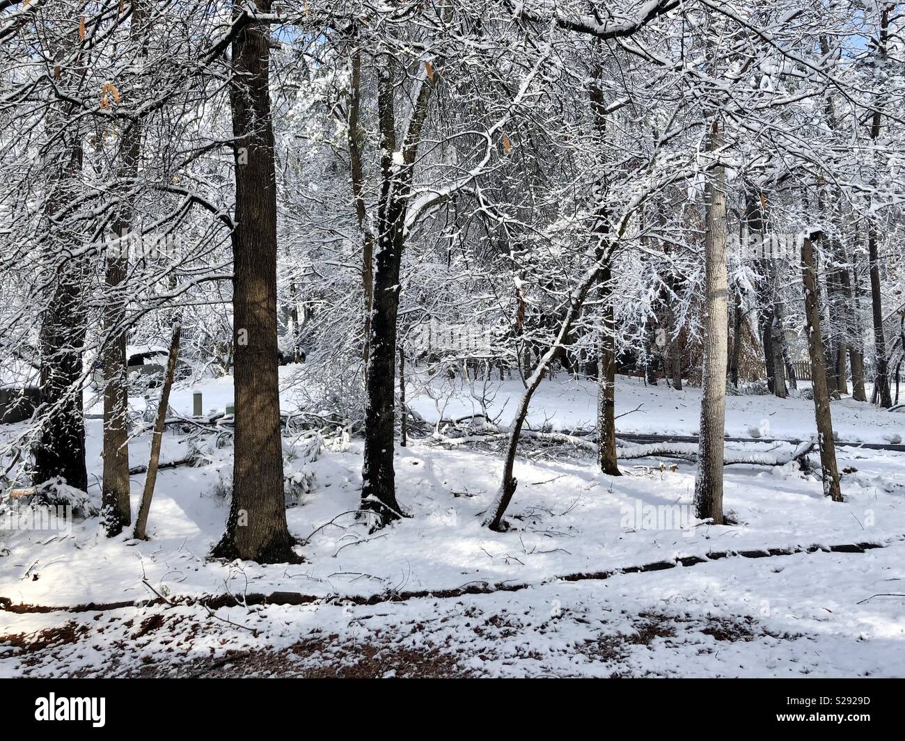 Sugli arti degli alberi immagini e fotografie stock ad alta risoluzione ...