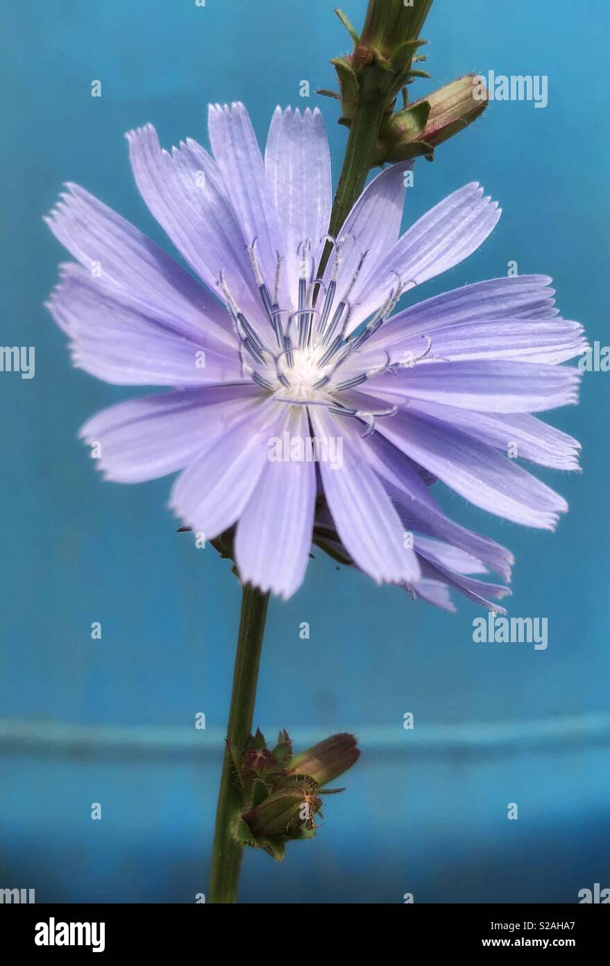 Fiore della cicoria immagini e fotografie stock ad alta risoluzione - Alamy