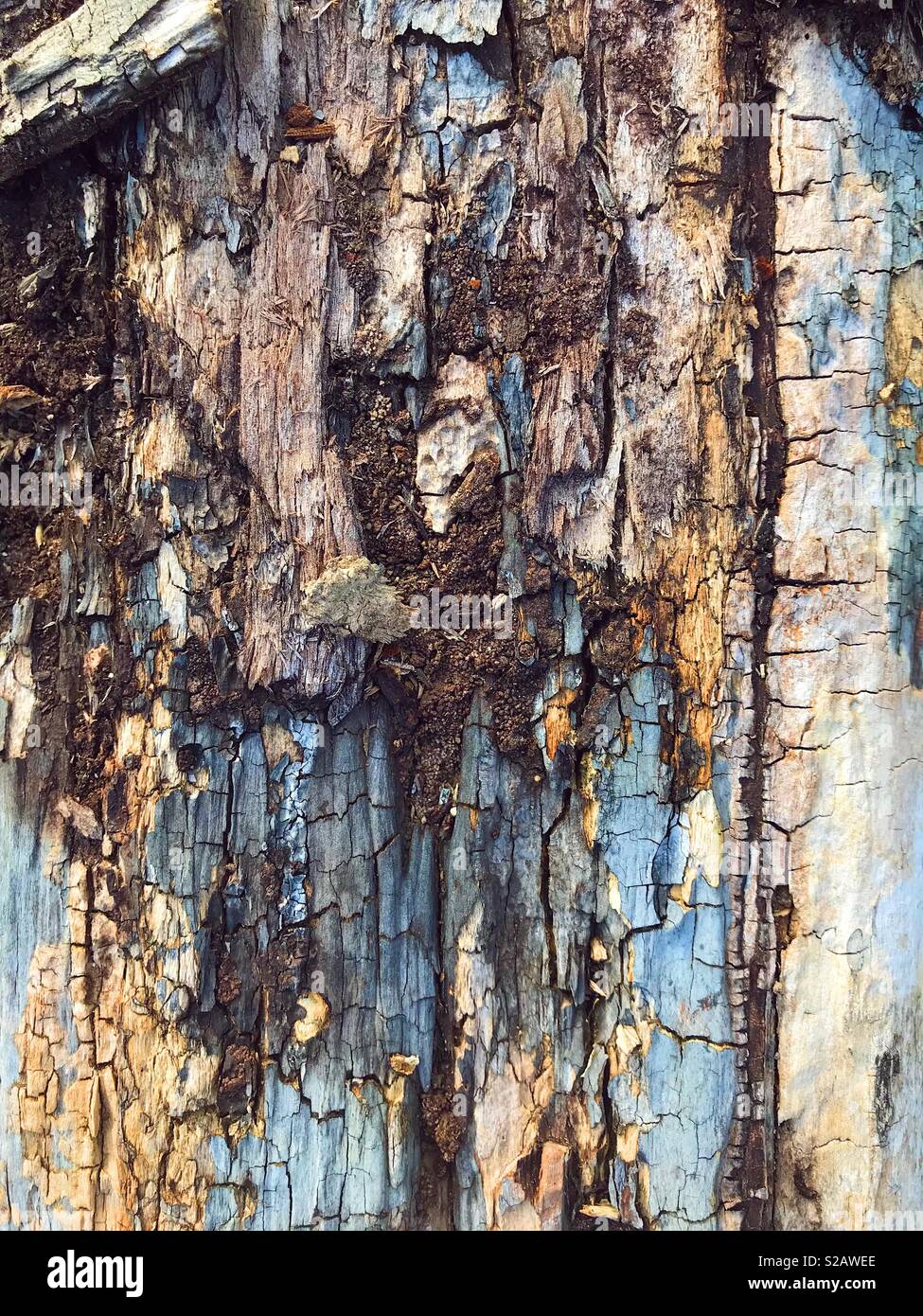 Tronco d'albero di grandi dimensioni immagini e fotografie stock ad ...
