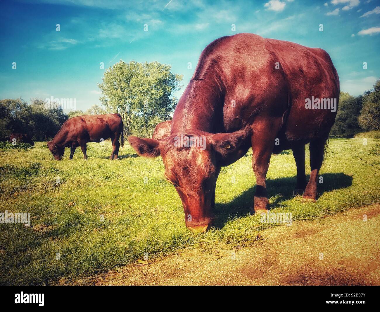 Mucche al pascolo nel prato immagini e fotografie stock ad alta ...