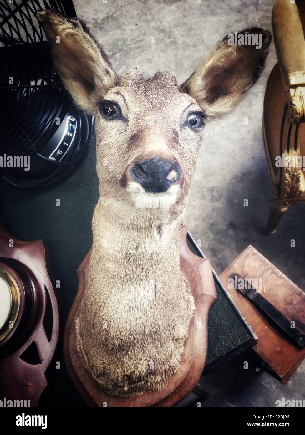Trofeo di cervo immagini e fotografie stock ad alta risoluzione - Alamy