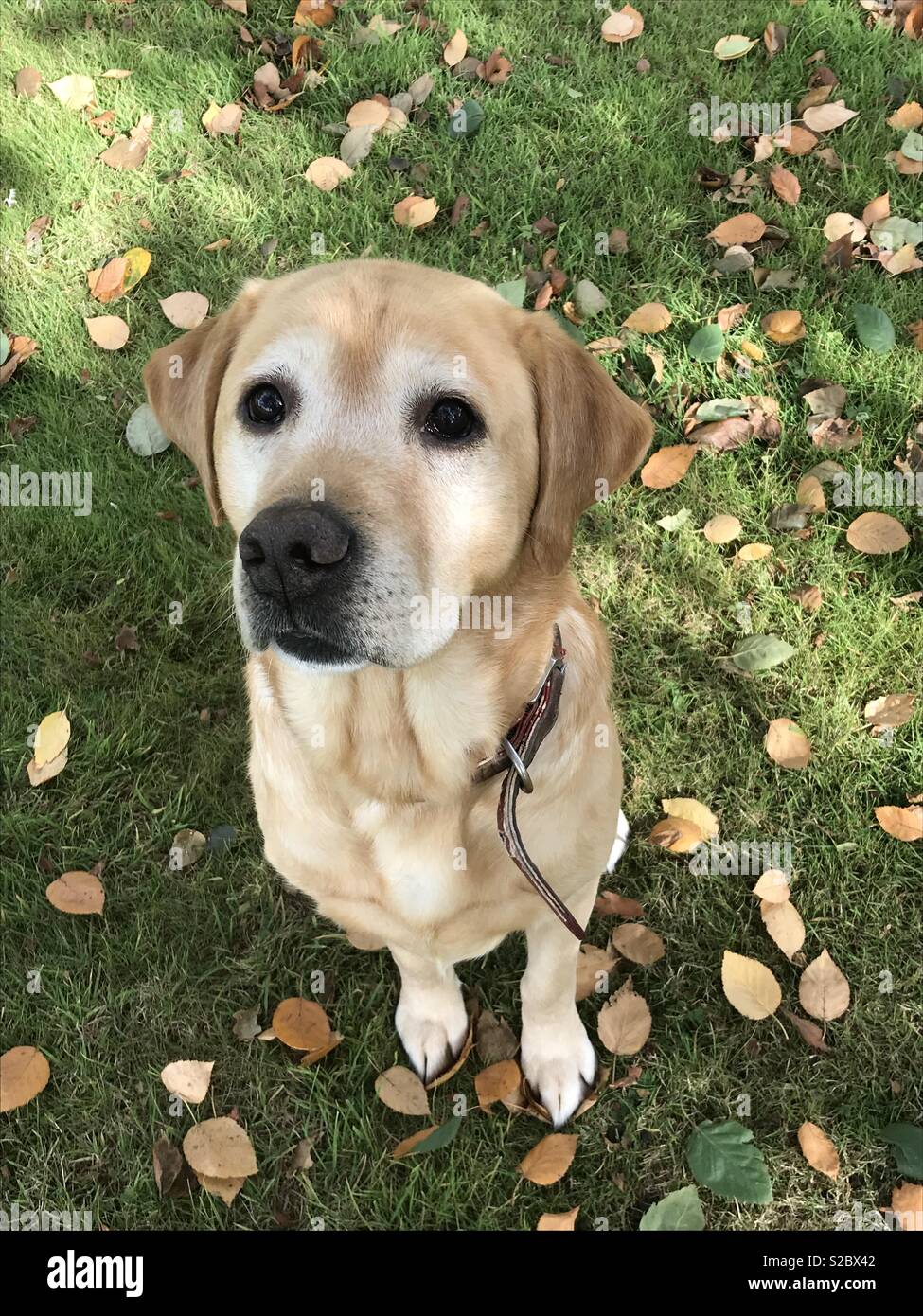Bellissimo labrador immagini e fotografie stock ad alta risoluzione - Alamy