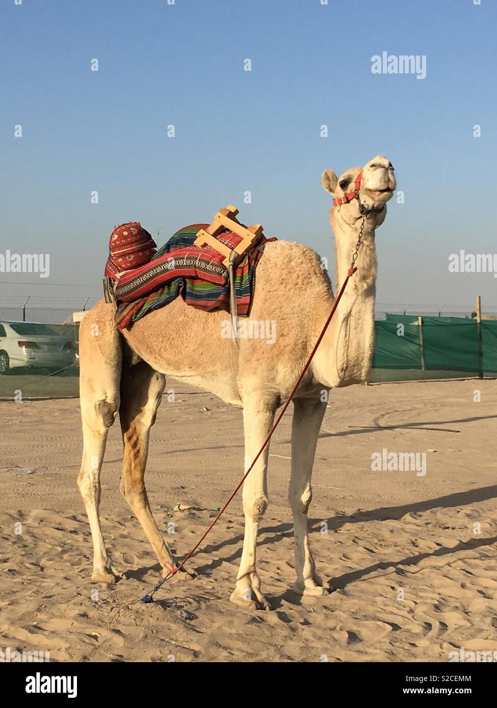 Cammello kuwait immagini e fotografie stock ad alta risoluzione - Alamy