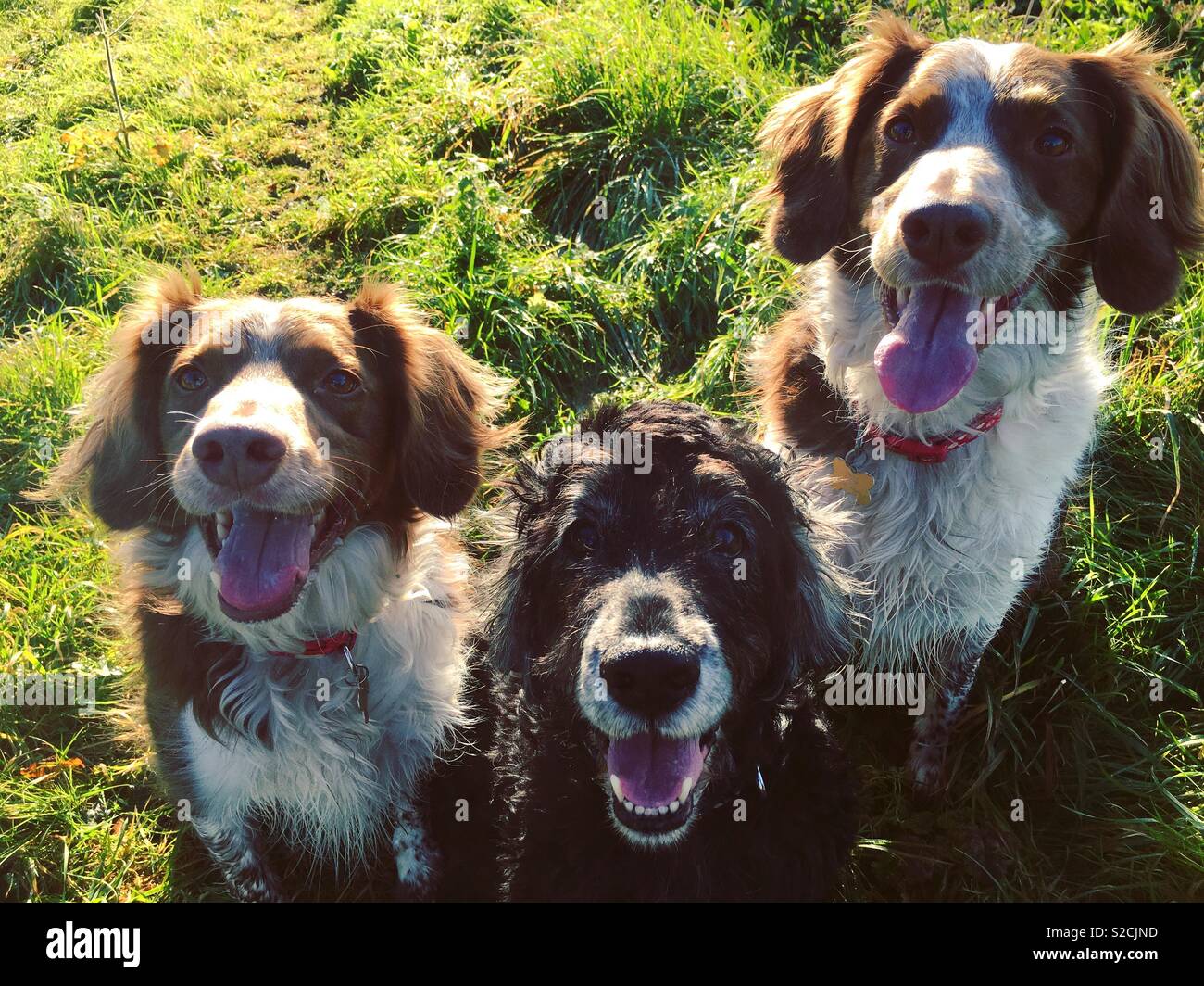 Cani che sorridono immagini e fotografie stock ad alta risoluzione - Alamy
